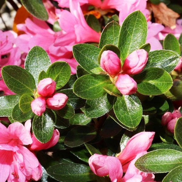 Azalea 'Kirin' - Warners Nurseries