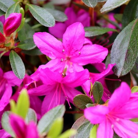 Azalea 'Kirin' - Warners Nurseries