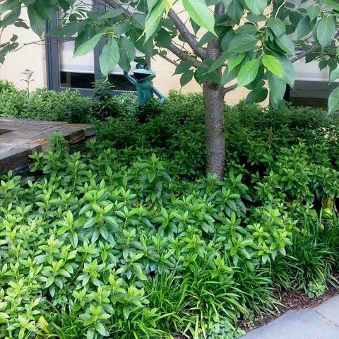 Azalea indica 'Alba Magnifica' - Warners Nurseries