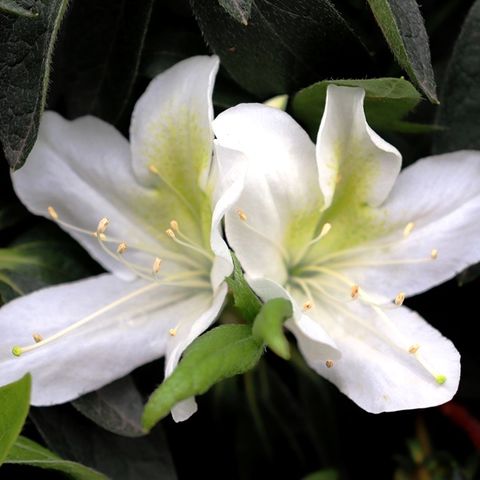 Azalea indica 'Alba Magnifica' - Warners Nurseries