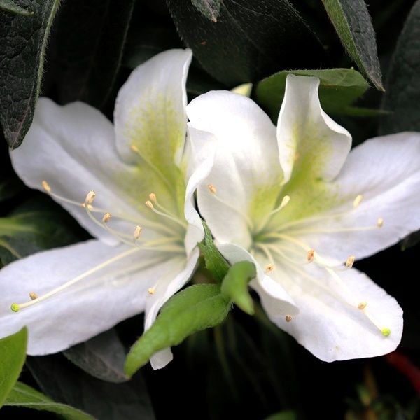 Azalea indica 'Alba Magnifica' - Warners Nurseries