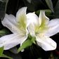 Azalea indica 'Alba Magnifica' - Warners Nurseries