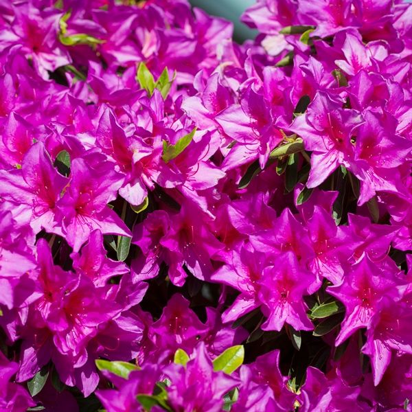 Azalea indica 'Magnifica Rosea' - Warners Nurseries