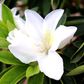Azalea indica 'Ultimate White' - Warners Nurseries