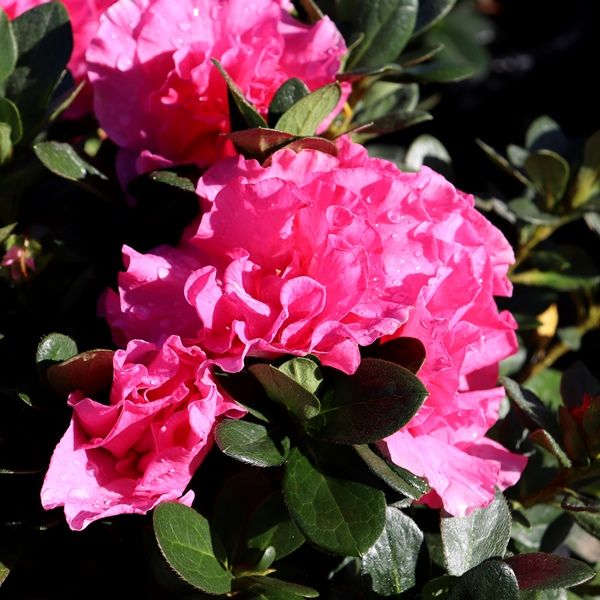 Azalea 'Luci' - Warners Nurseries