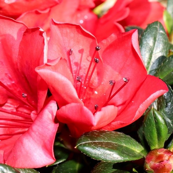Azalea 'Scarlet Dragon' - Warners Nurseries