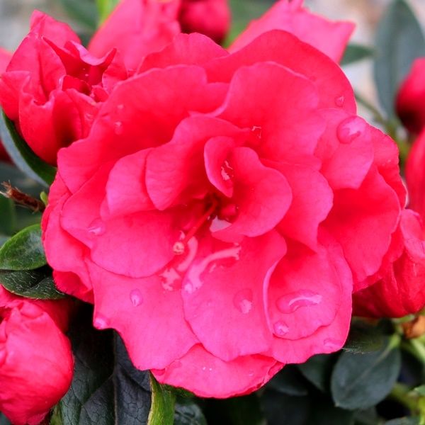 Azalea 'Super Red' - Warners Nurseries