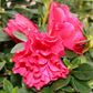 Azalea 'Super Red' - Warners Nurseries