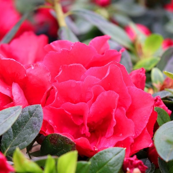 Azalea 'Super Red' - Warners Nurseries