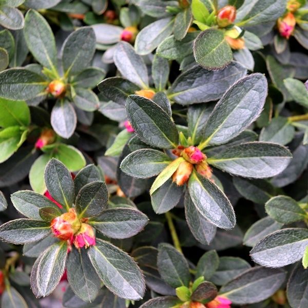 Azalea 'Red Wing' - Warners Nurseries