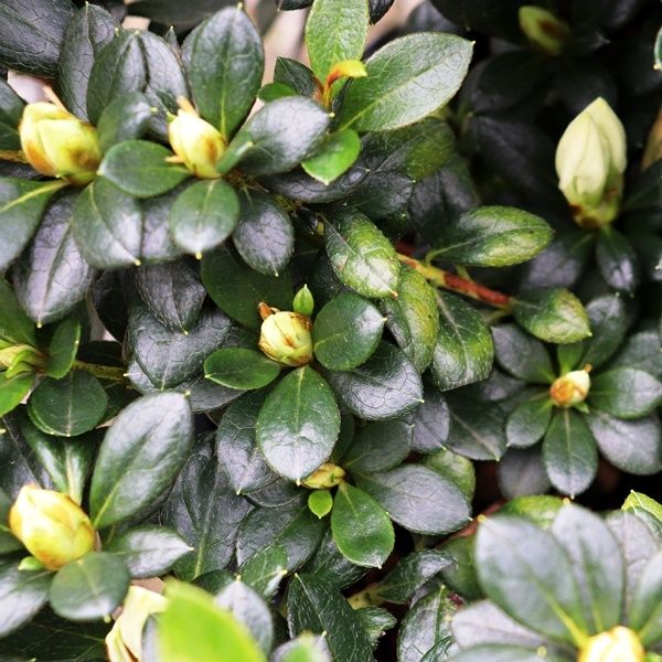 Azalea 'White Dragon' - Warners Nurseries