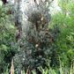 Banksia integrifolia 'Sentinel' pbr - Warners Nurseries