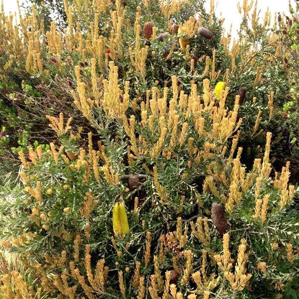 Banksia praemorsa 'High Noon' - Warners Nurseries