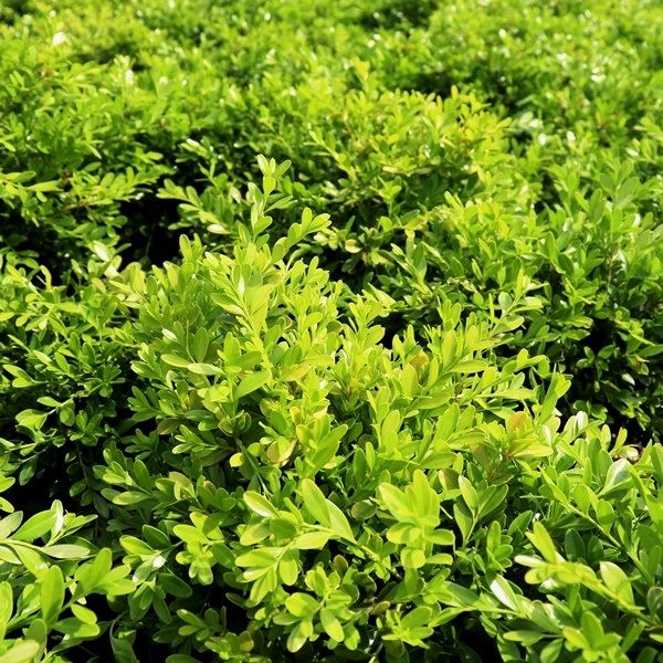 Buxus microphylla var microphylla - Warners Nurseries