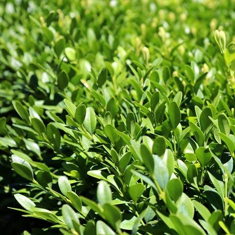 Buxus microphylla var microphylla - Warners Nurseries