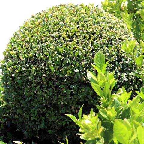 Westringia fruticosa 'Jervis Gem' Ball - Warners Nurseries