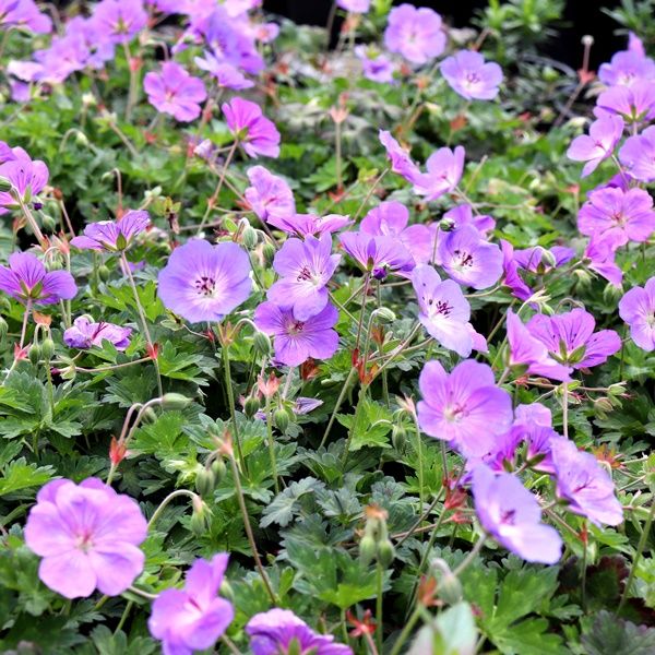 Geranium wallichianum x himalayense 'Rozanne' pbr - Warners Nurseries