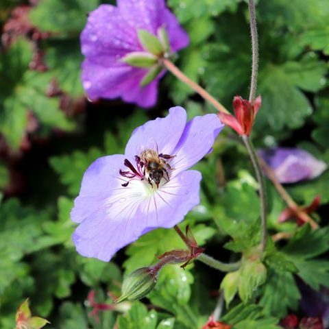 Geranium wallichianum x himalayense 'Rozanne' pbr - Warners Nurseries