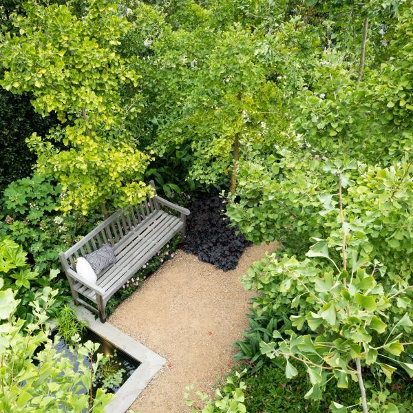 Ginkgo biloba 'Piedmont Pillar' pbr - Warners Nurseries