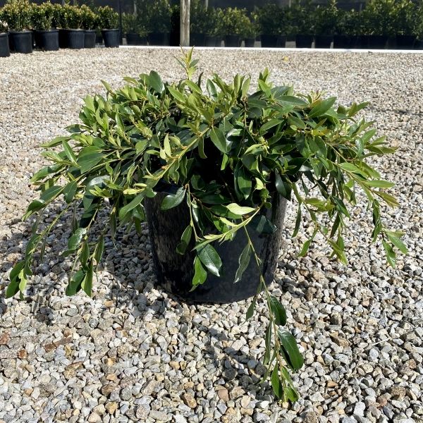 Distylium myricoides x racemosum 'Vintage Jade' - Warners Nurseries