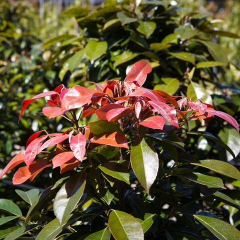 Elaeocarpus eumundi - Warners Nurseries