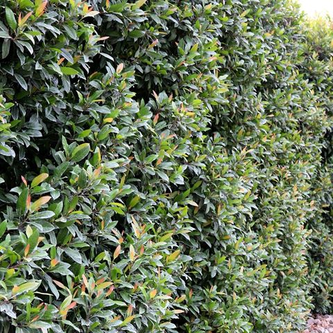 Elaeocarpus reticulatus - Warners Nurseries