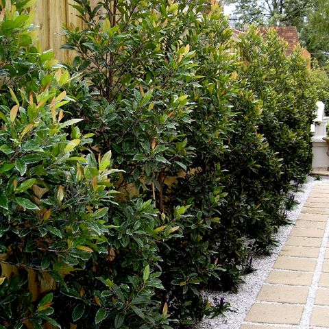 Elaeocarpus reticulatus - Warners Nurseries