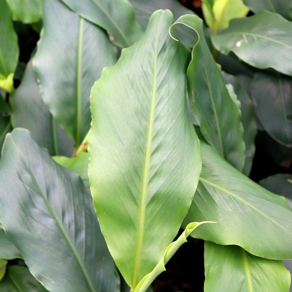 Elettaria cardamomum - Warners Nurseries