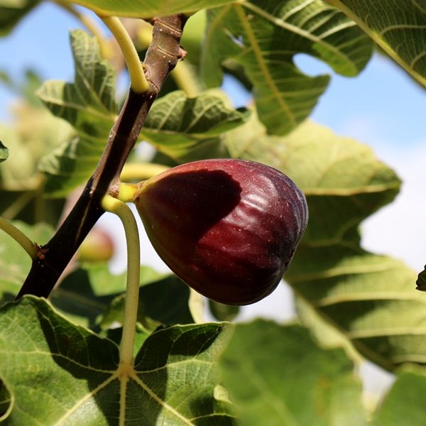 Ficus carica 'Black Genoa' (Fig) - Warners Nurseries