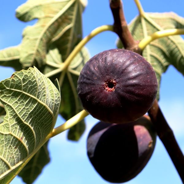 Ficus carica 'Black Genoa' (Fig) - Warners Nurseries