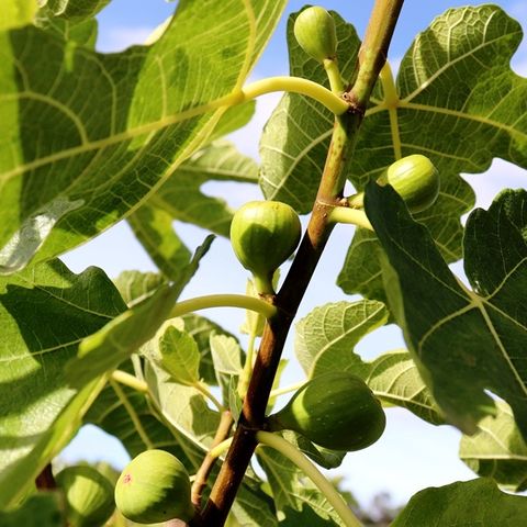 Ficus carica 'Black Genoa' (Fig) - Warners Nurseries
