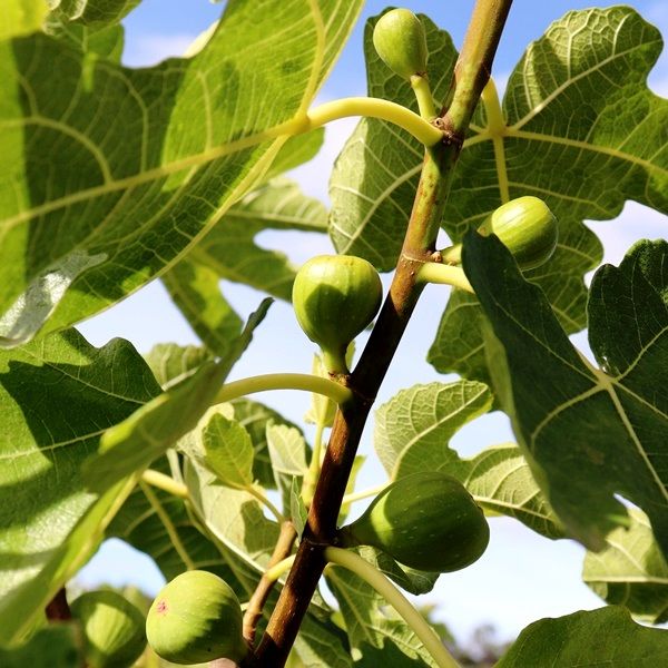 Ficus carica 'Black Genoa' (Fig) - Warners Nurseries