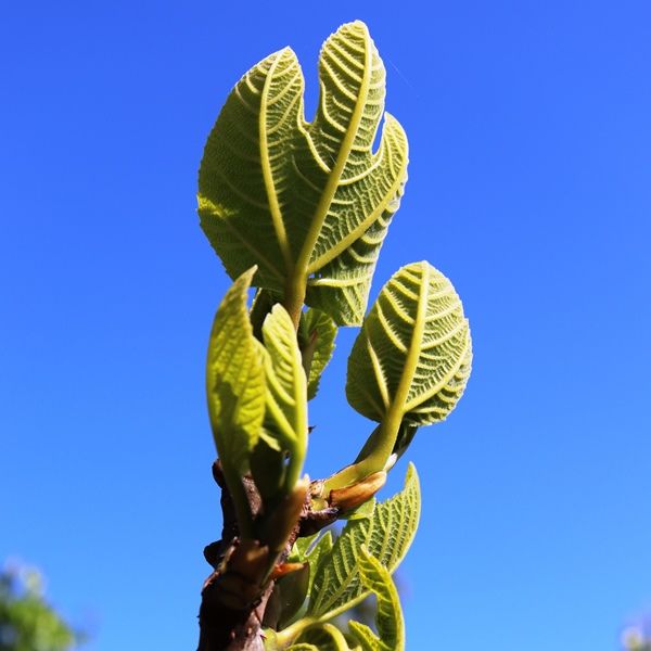 Ficus carica 'Black Genoa' (Fig) - Warners Nurseries