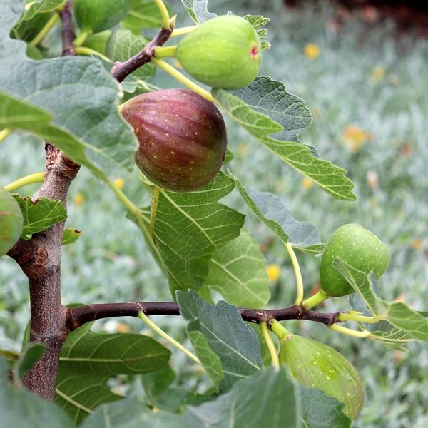 Ficus carica 'Figalicious' (Fig) - Warners Nurseries