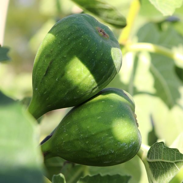 Ficus carica 'Figalicious' (Fig) - Warners Nurseries