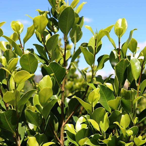 Ficus hillii 'Flash' - Warners Nurseries