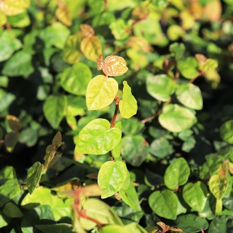 Ficus pumila - Warners Nurseries