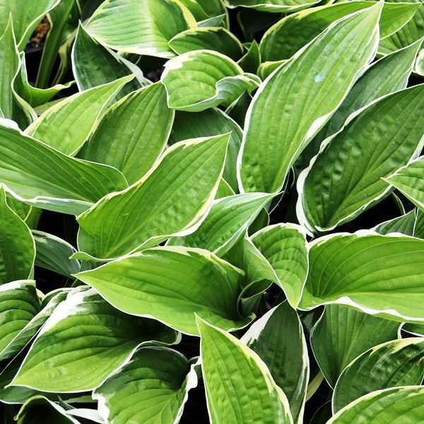 Hosta 'Francee' - Warners Nurseries