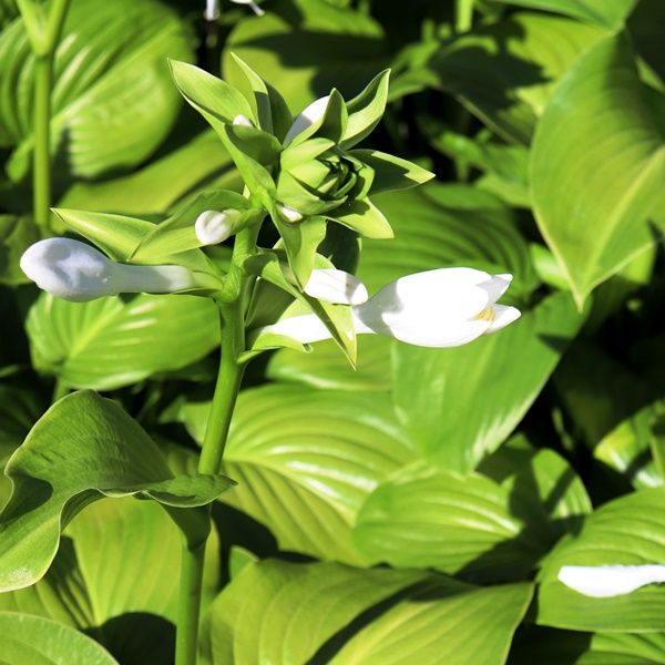 Hosta grandiflora - Warners Nurseries