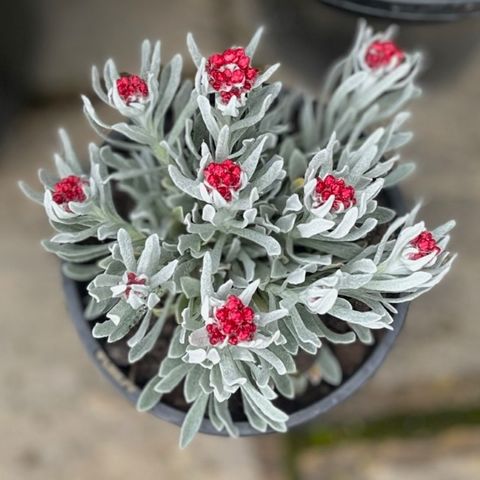 Helichrysum amorginum 'Red Jewel' - Warners Nurseries