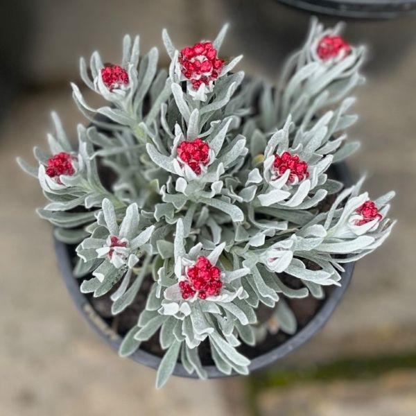 Helichrysum amorginum 'Red Jewel' - Warners Nurseries