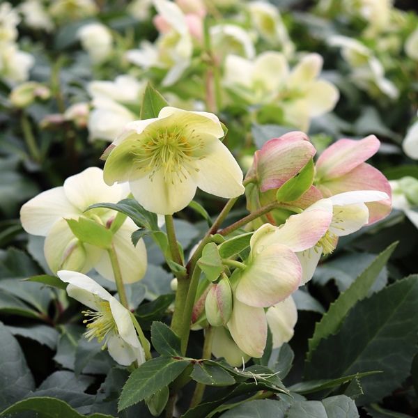 Helleborus x ericsmithii 'Ice Breaker Max' - Warners Nurseries