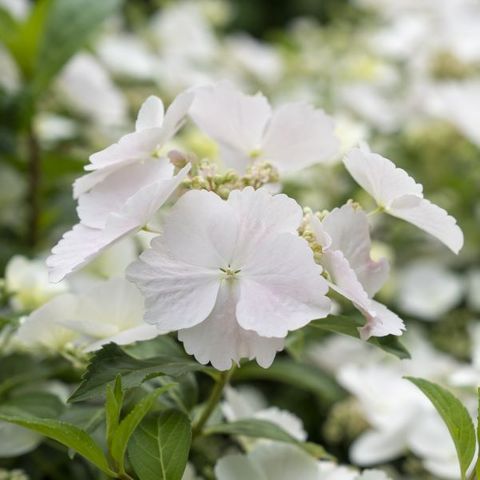 Hydrangeas - Warners Nurseries