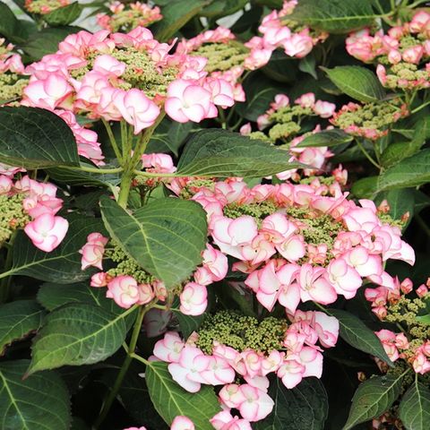 Hydrangea macrophylla Tea Time™ 'Charm' - Warners Nurseries
