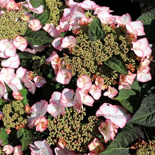Hydrangea macrophylla Tea Time™ 'Charm' - Warners Nurseries