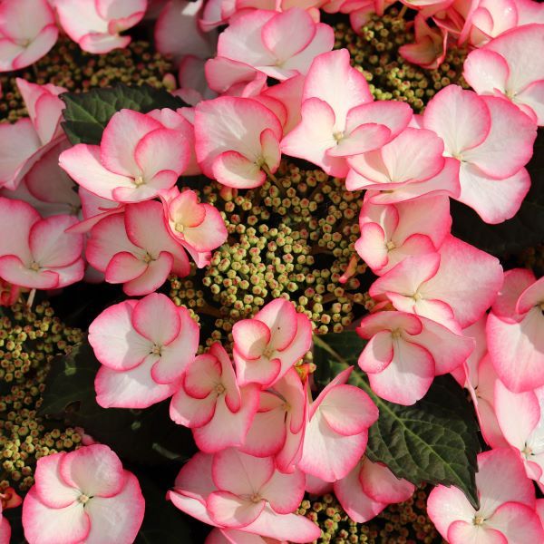 Hydrangea macrophylla Tea Time™ 'Charm' - Warners Nurseries