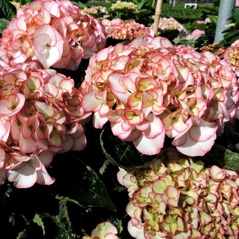 Hydrangea macrophylla Tea Time™ 'Chique' - Warners Nurseries