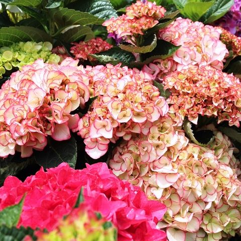 Hydrangea macrophylla Tea Time™ 'Chique' - Warners Nurseries