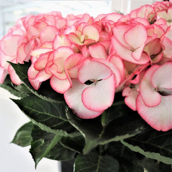 Hydrangea macrophylla Tea Time™ 'Chique' - Warners Nurseries