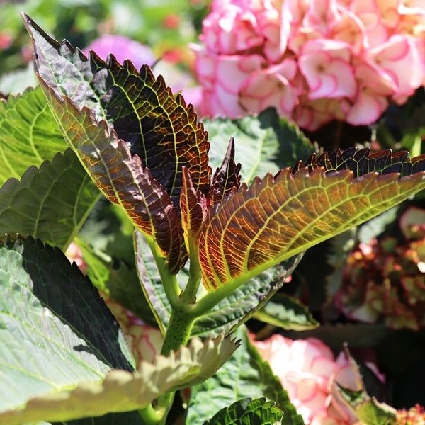 Hydrangea macrophylla Tea Time™ 'Chique' - Warners Nurseries